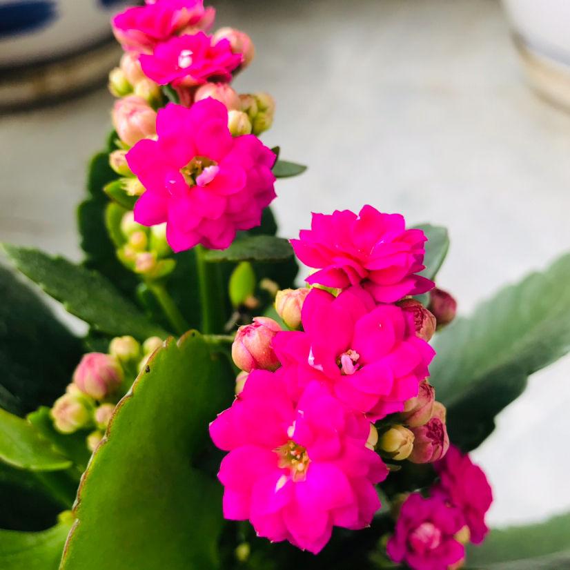 If you want to grow longevity flowers, you need to pay attention to "3 ...