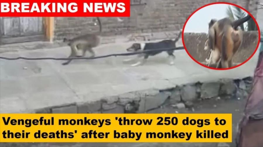The tragic "Monkey Dog War" in India: Dogs kill monkey cubs, monkeys ...