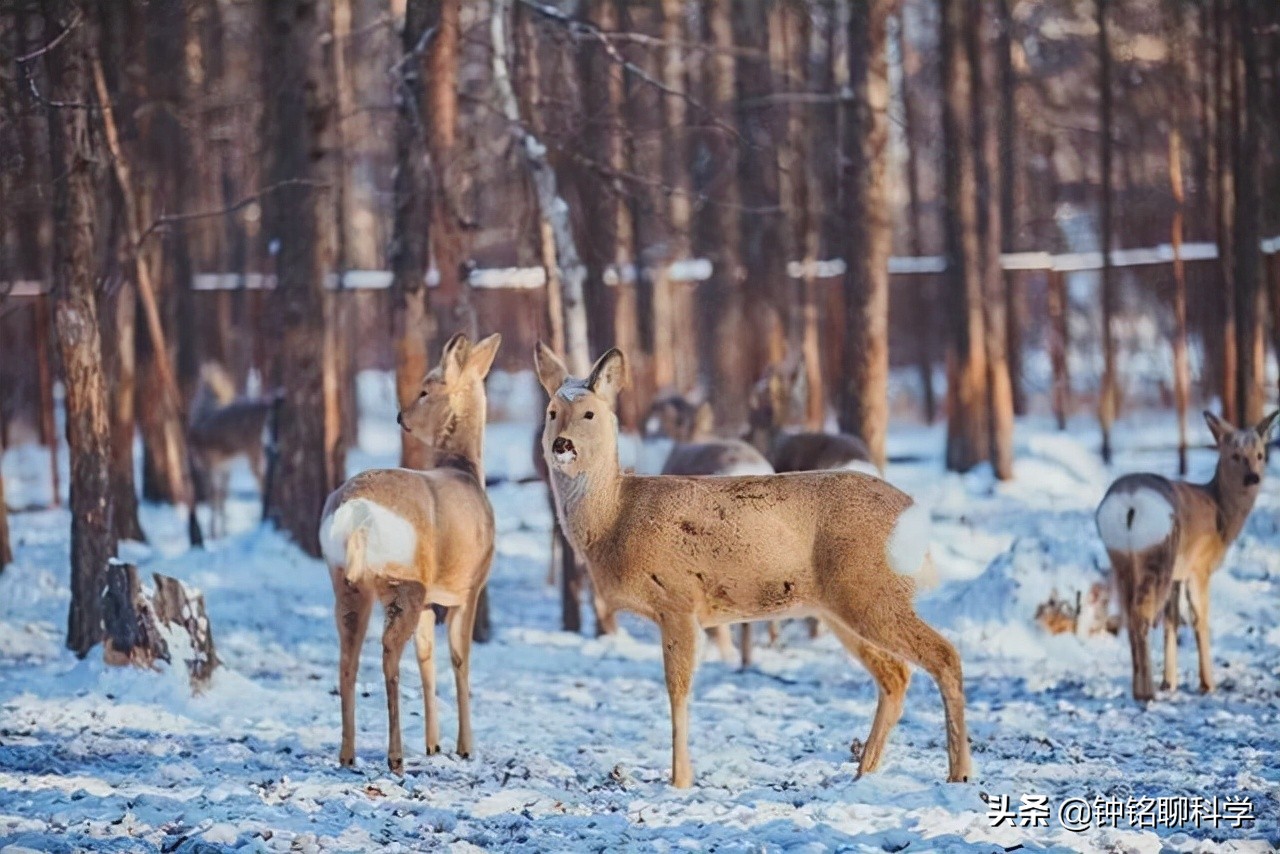 Why is the silly roe deer so stupid?Why is the "silly" gene not ...