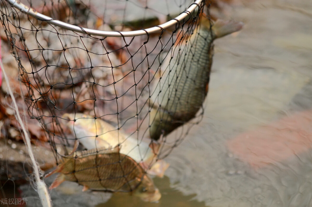 The Yangtze River without fish - iMedia