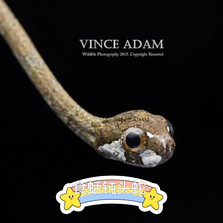 super cute little snake - iMedia