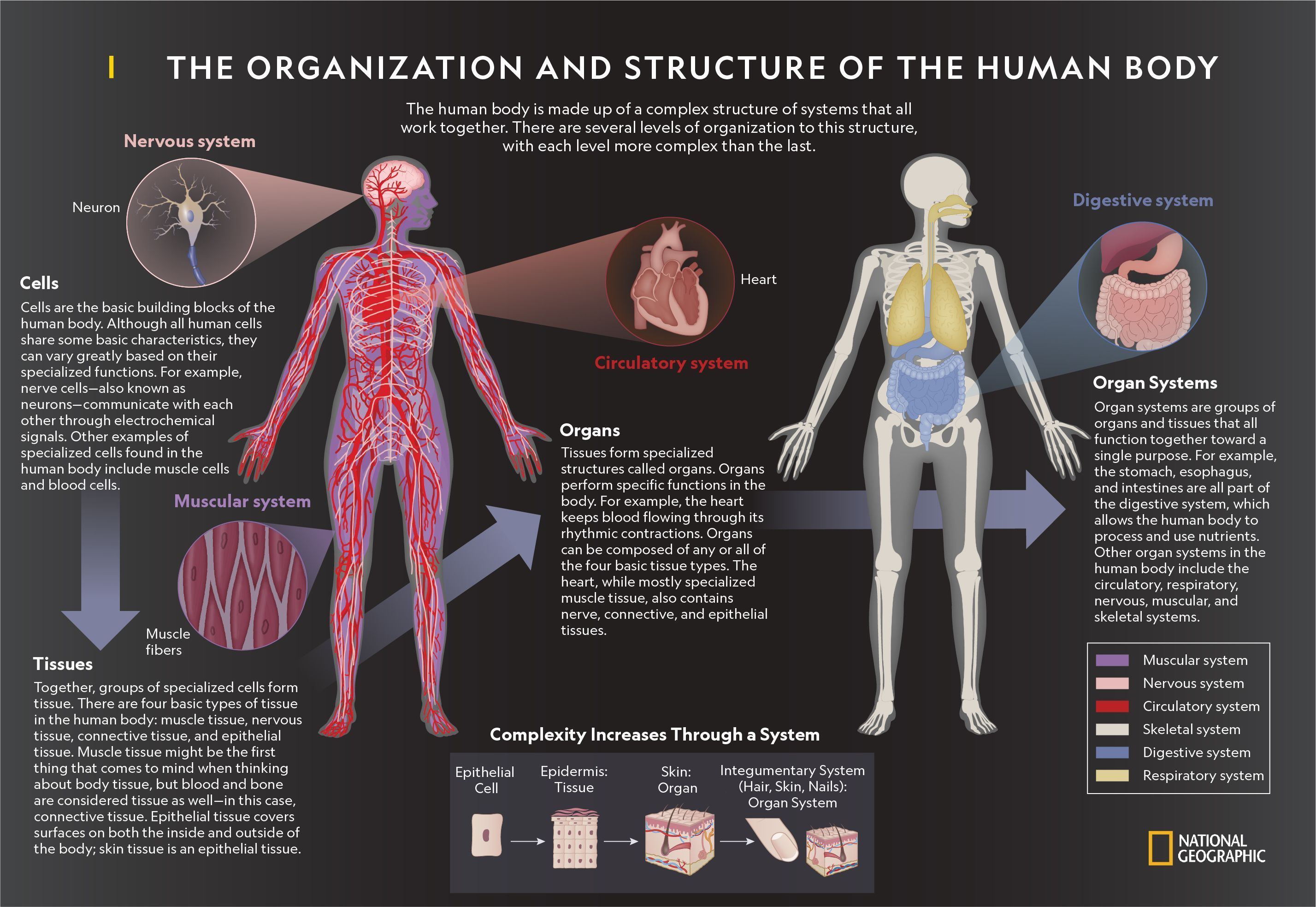 Private Parts May Also Be Parasitic Will The Leeches Live In The Human