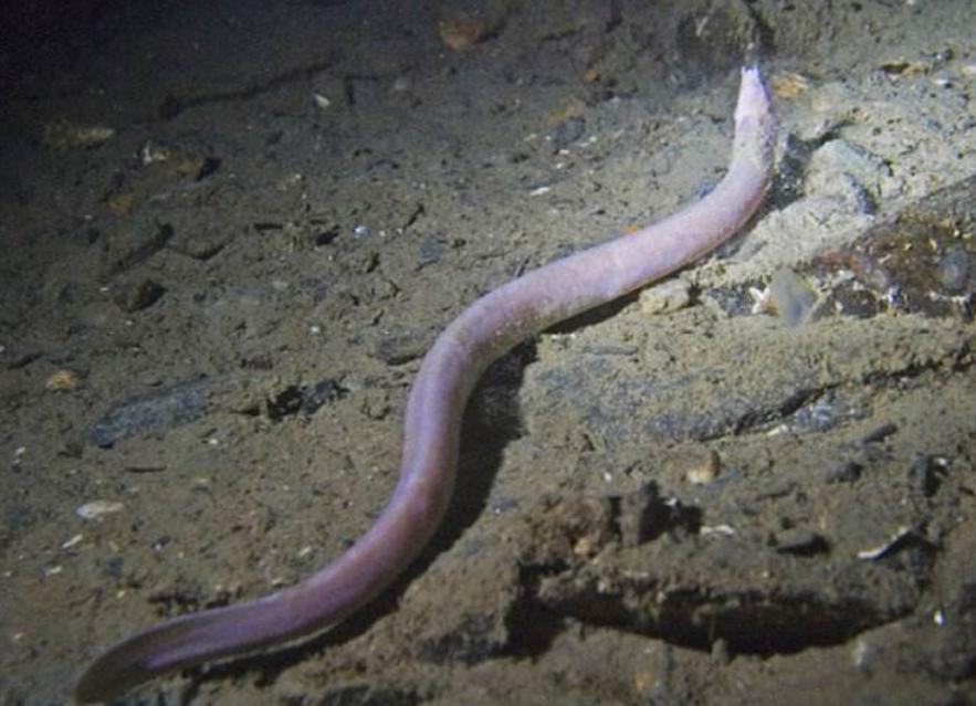 Hagfish, a master of "anti-kill" in the animal kingdom: Attacks are ...