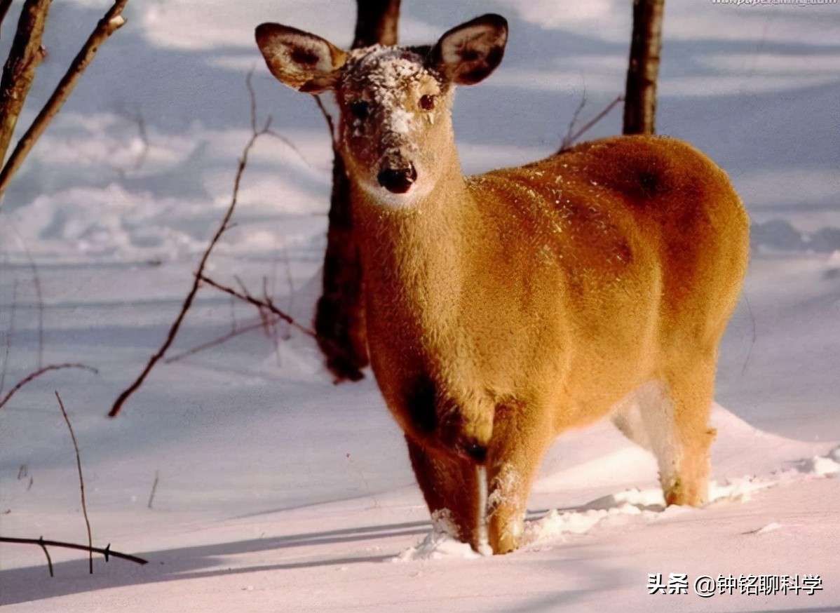 Why is the silly roe deer so stupid?Why is the "silly" gene not ...