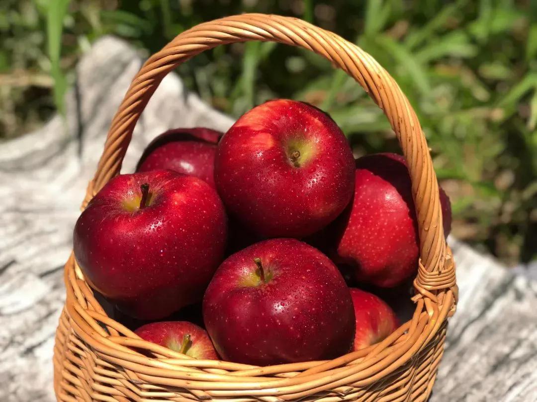 Top 10 famous apples in China, the last one is very special, have you ...