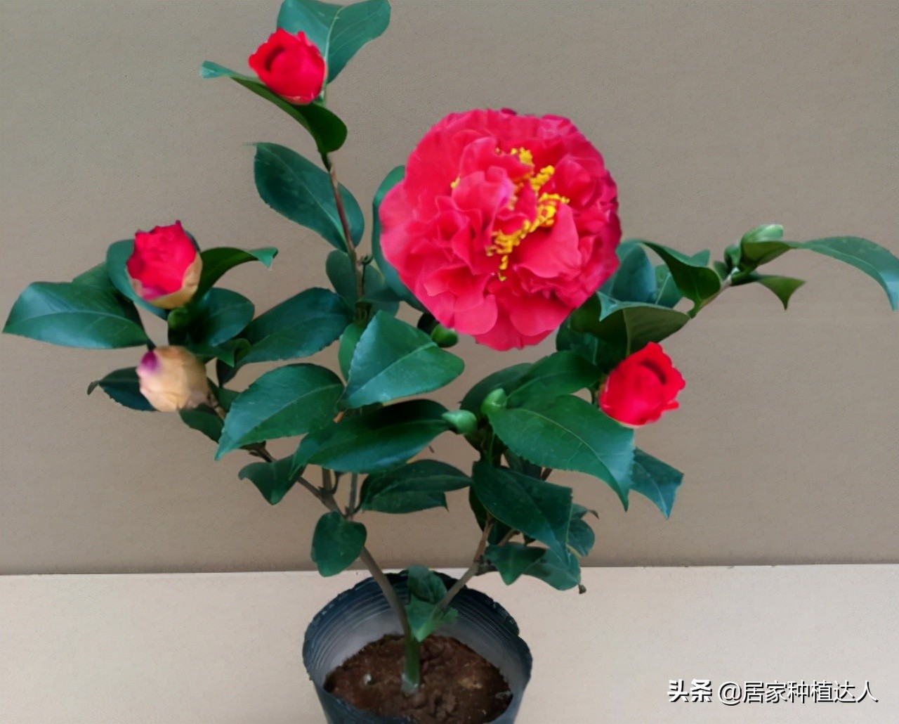 Stop raising roses!This flower is not afraid of sub-zero temperature ...