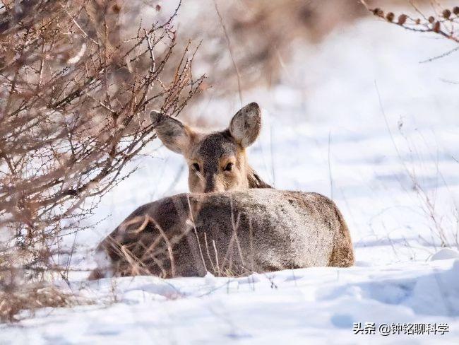 Why is the silly roe deer so stupid?Why is the "silly" gene not ...