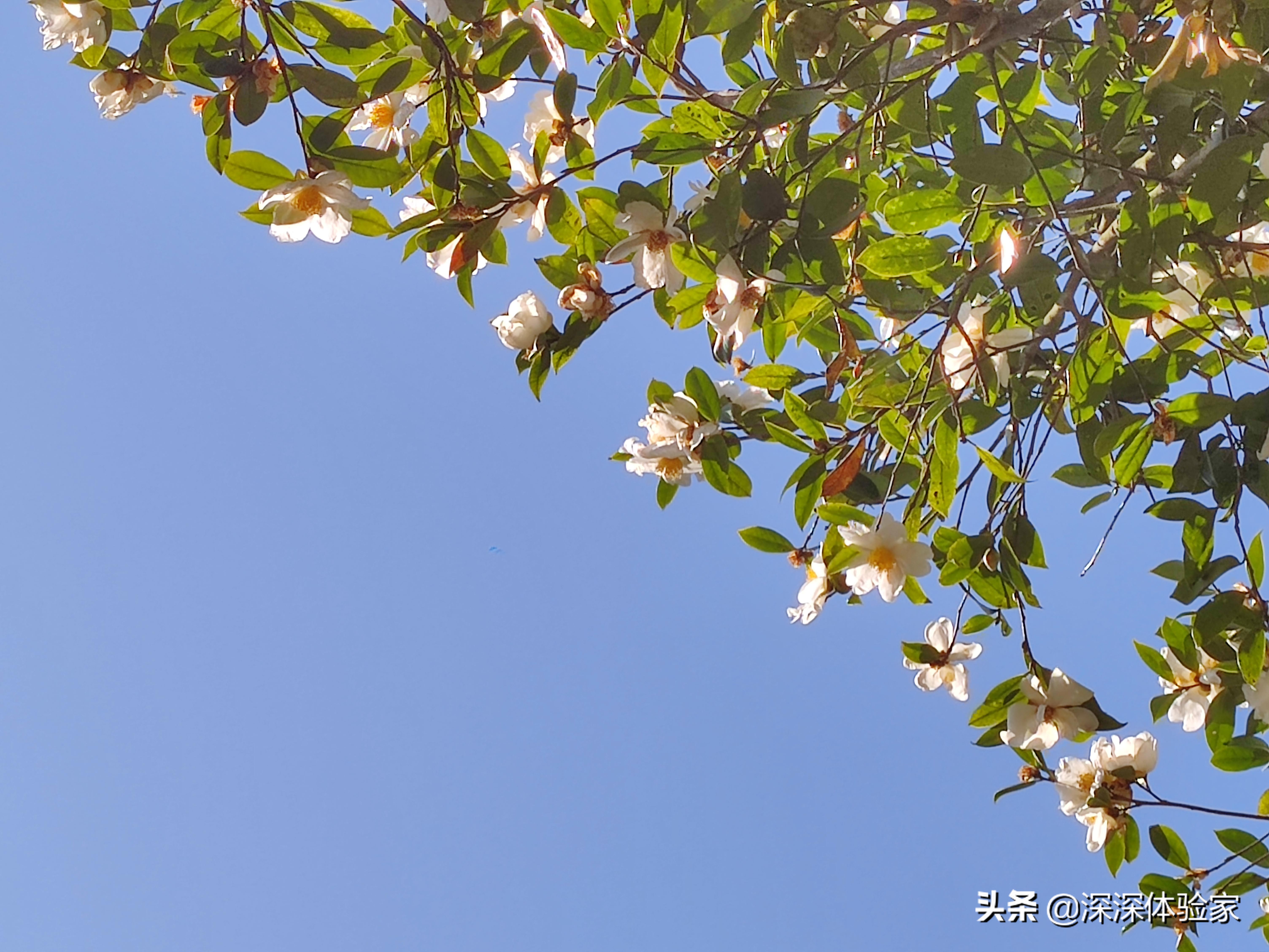 From Tanglang Mountain to Meilin Reservoir, I met piles of camellia ...