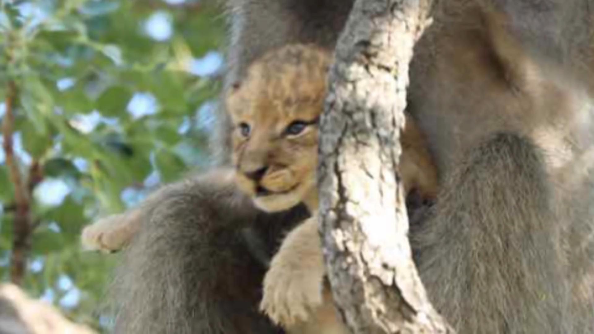 Baboons steal lion cubs, angry lions besiege baboons, why do baboons ...