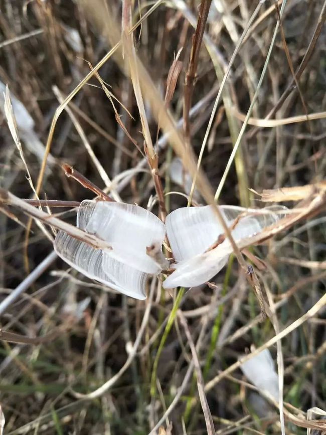 The rare "ice butterfly" appeared in Shanxi, CCTV has reported many ...