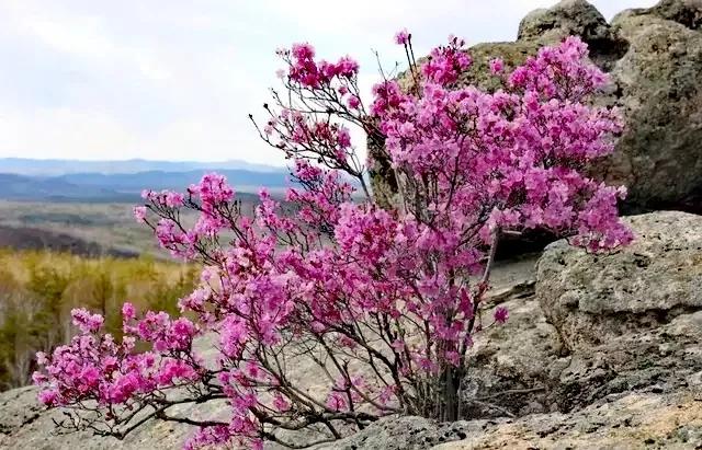 The migration of the ancestors of the Tuoba clan - iMedia