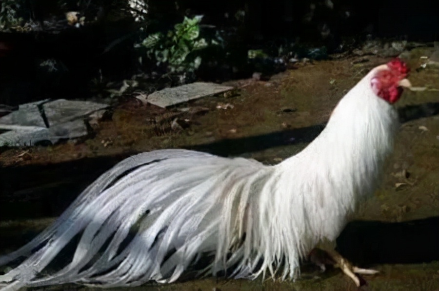 The longest feathered chicken in the world, the longest feather reaches ...