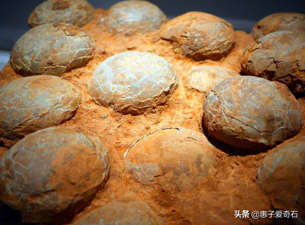 The most expensive fossil auctioned for 216 million, but some "fossils ...