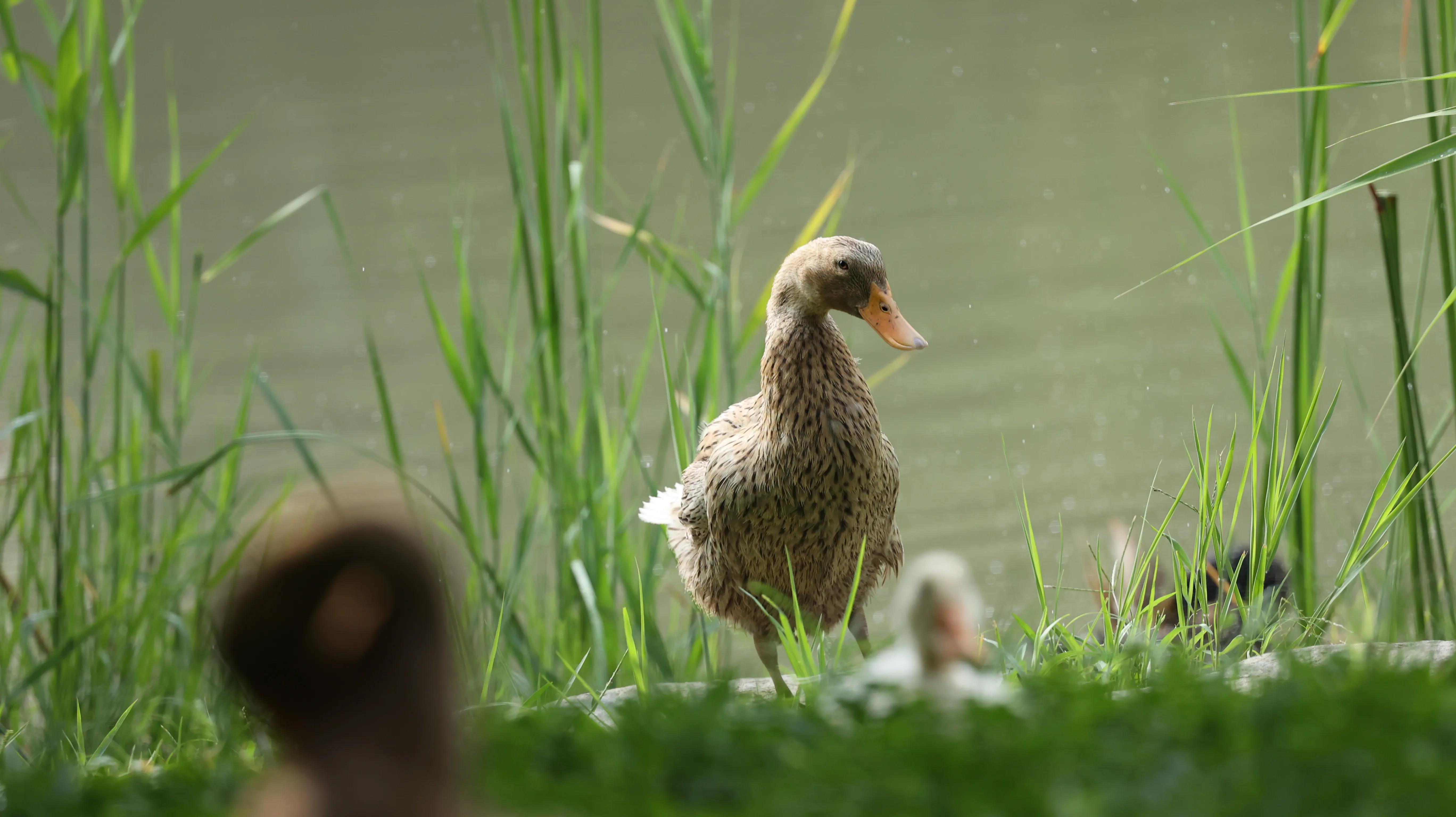 Taiyi Chi Zhongguan Ma Duck - iMedia
