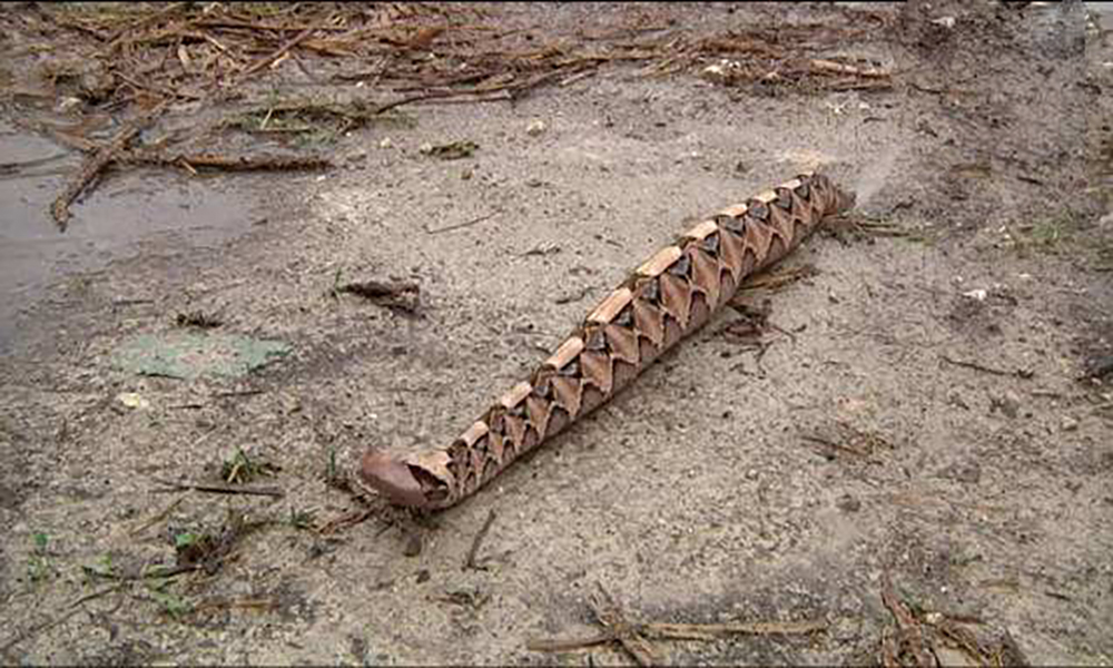 Who is the snake without teeth?Do you know all these wonderful snakes ...