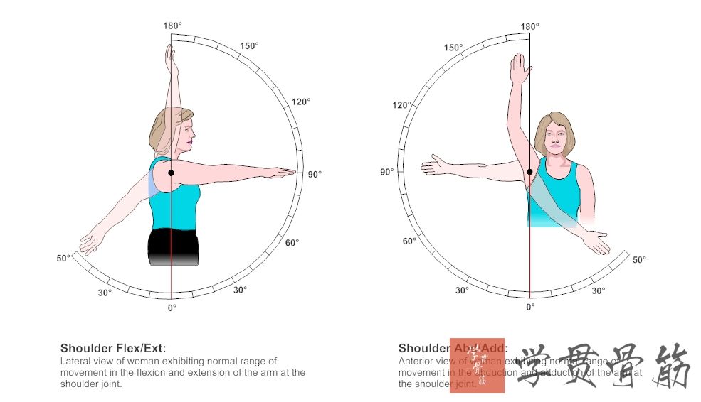 Detailed anatomy of the upper extremity - iMedia