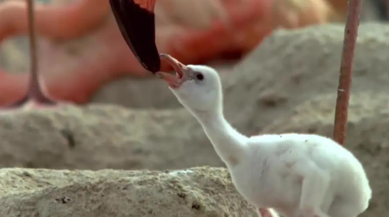 Flamingos feed offspring with "blood"!There is no cruelty behind the ...