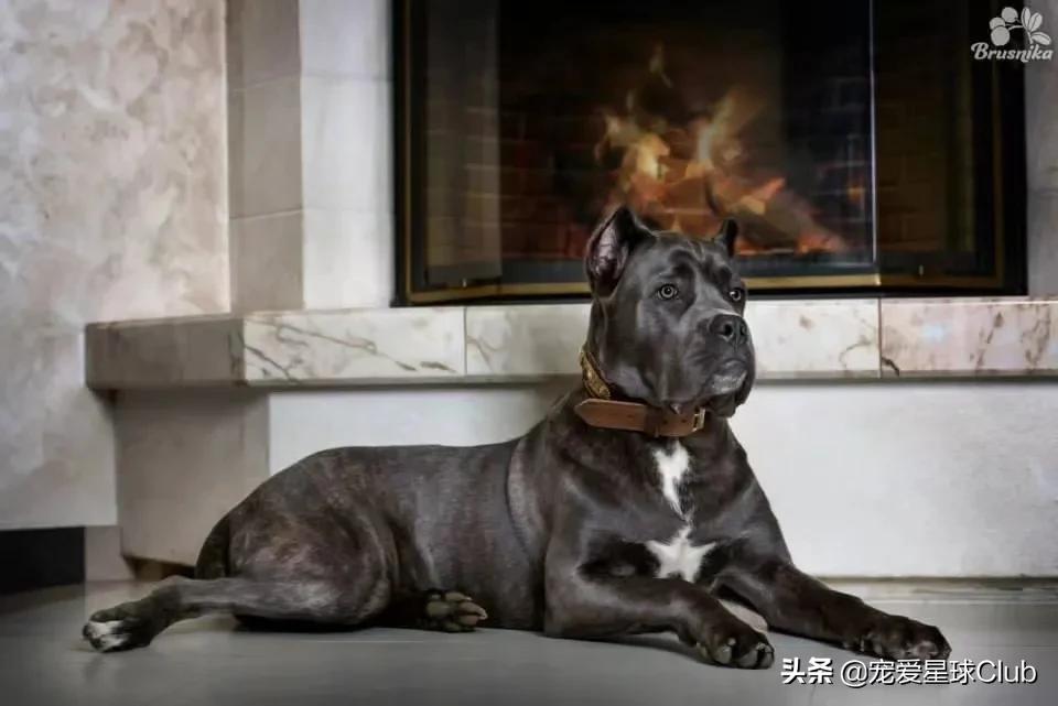 Cathrow, farm guard dog in ancient Rome - iMedia