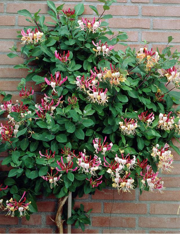 Maintaining honeysuckle in spring, mastering the "4 more" principles ...