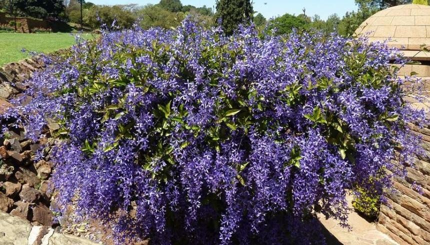 Mysterious and elegant, blooming gracefully-blue flower vine - iMedia