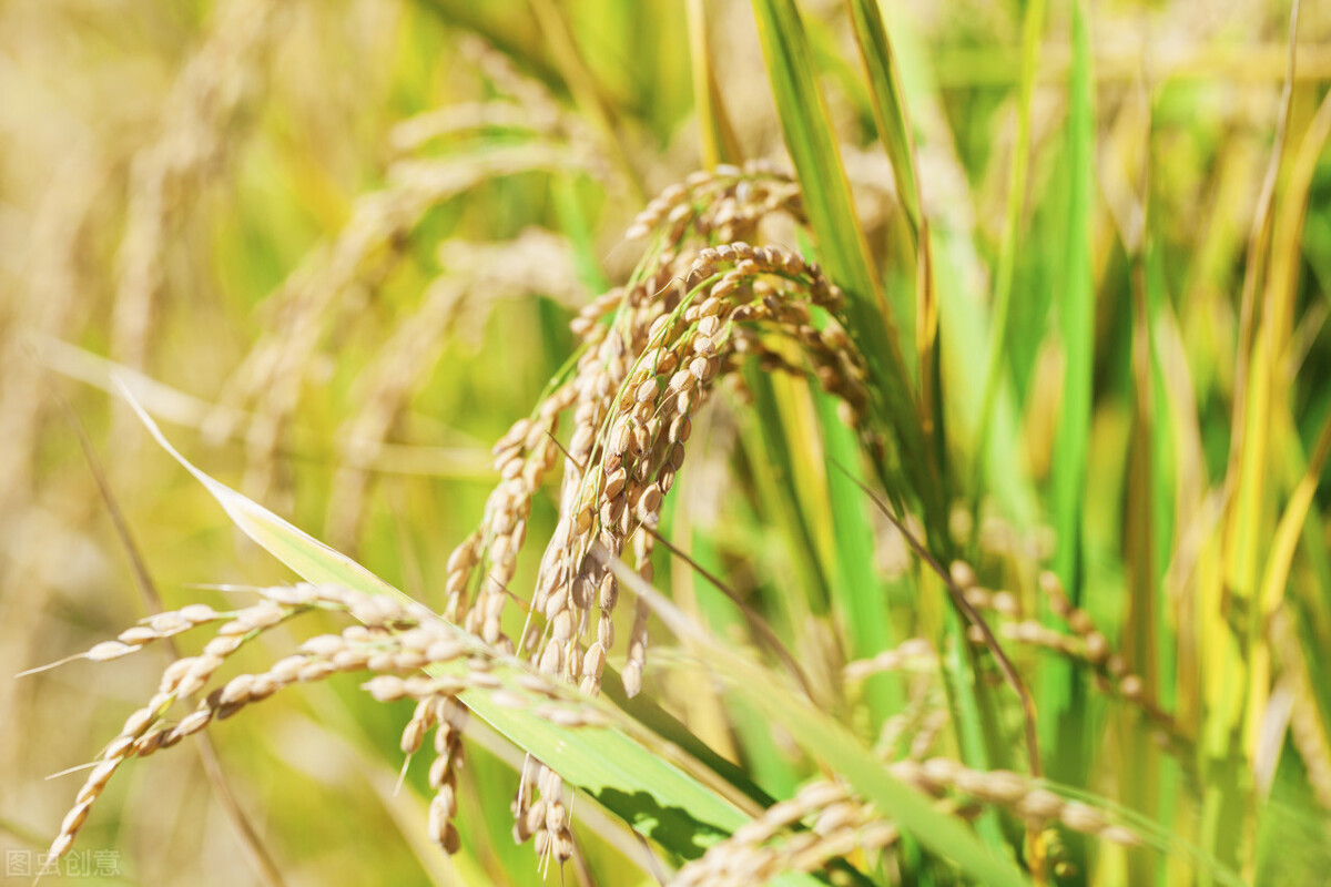 Where does "Food Inquiry" Egg Fried Rice come from? - iMedia