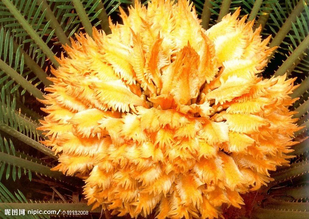 Is it true that the iron tree "blooms once in sixty years"? - iMedia