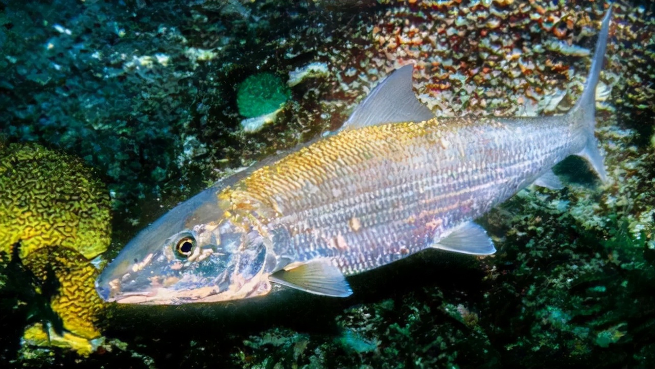 10 fastest swimming fish in the ocean - iMedia
