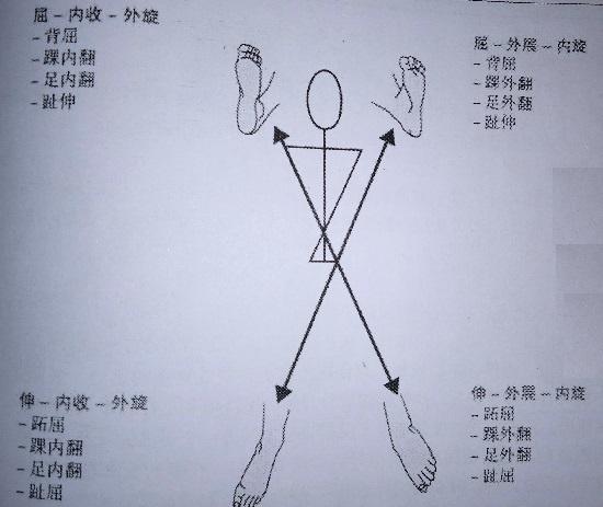 In-depth understanding of PNF lower extremity movement patterns - iMedia