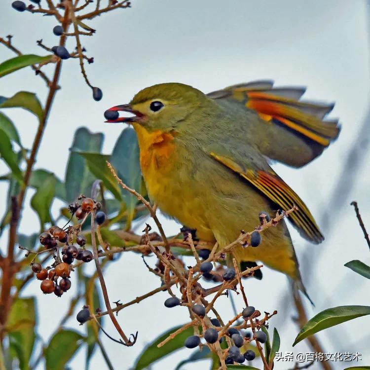 "Hundred Generals Culture" The red-billed Acacia bird has gorgeous ...