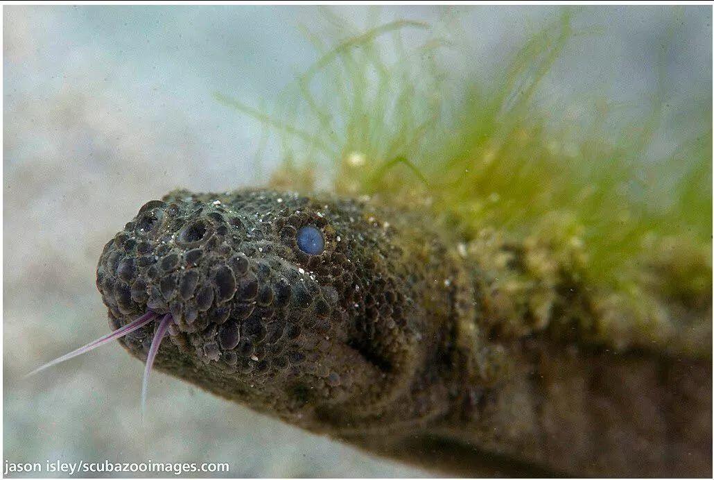 New species discovered in Thailand!The surprising truth about the ...