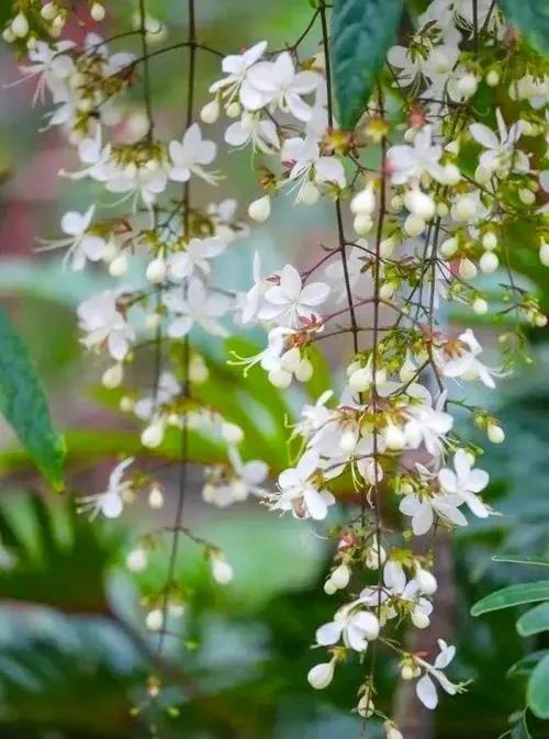 The weeping jasmine is like a spring, the spring flowers are blooming ...