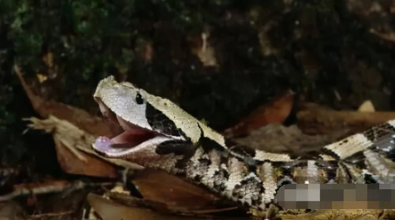 What is the snake with the longest fangs? - iMedia