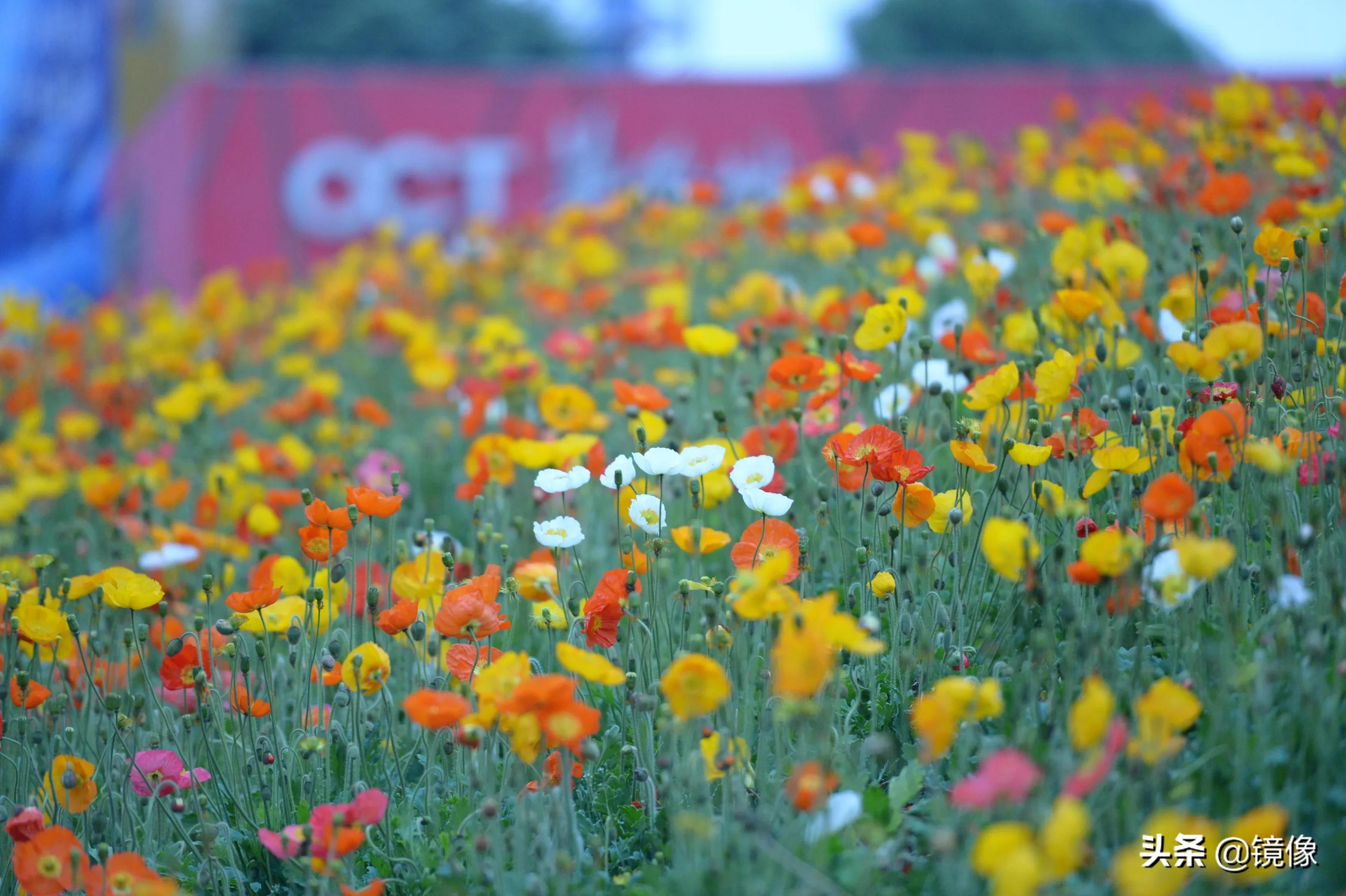 Chengdu: Flowers are blooming and everything is prosperous - iMedia
