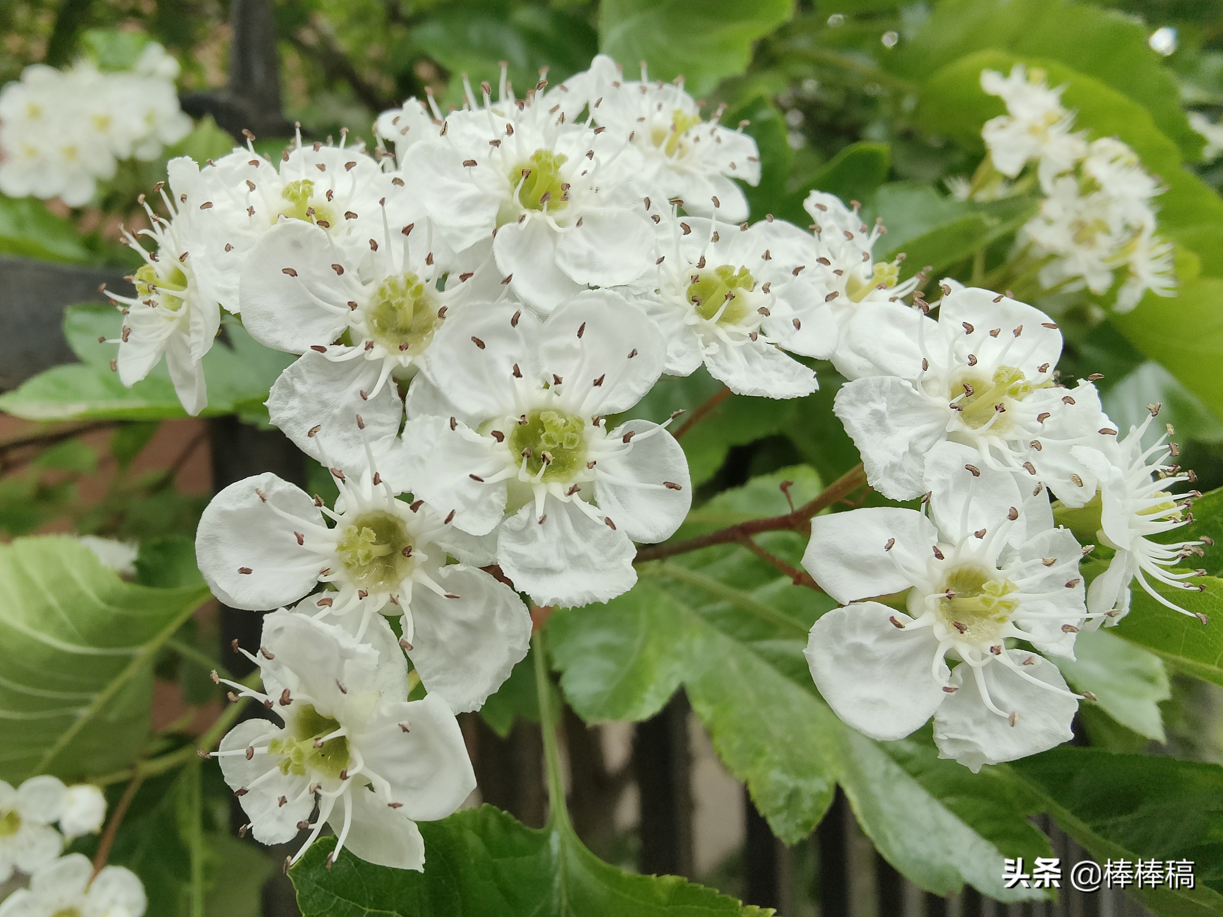 Before the Former Residence of Yang Changji - Red Beijing - iMedia