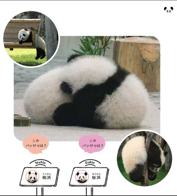 Japan launched a panda ass-themed photo album, and the screen is full ...