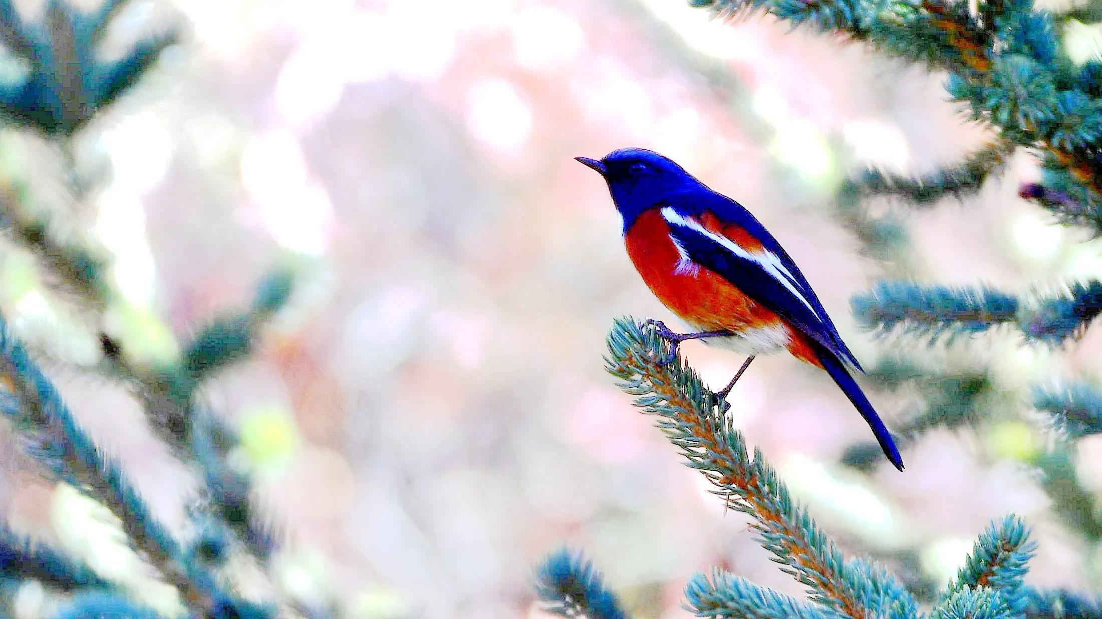 White-throated red-tailed robin is a special bird of China - iMedia