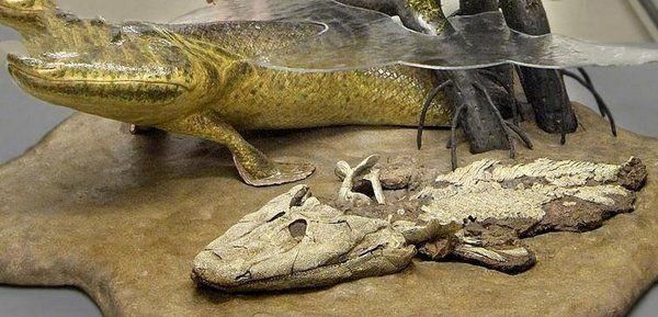 Titalik: the transition between fish and amphibians - iMedia
