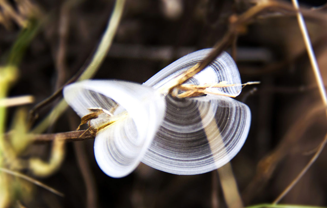 The rare "ice butterfly" appeared in Shanxi, CCTV has reported many ...