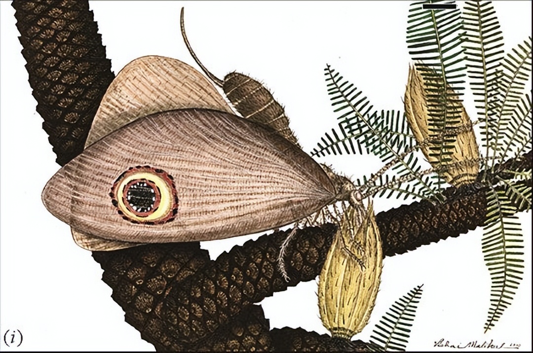 Butterflies in the age of dinosaurs can't see a single flower - iMedia