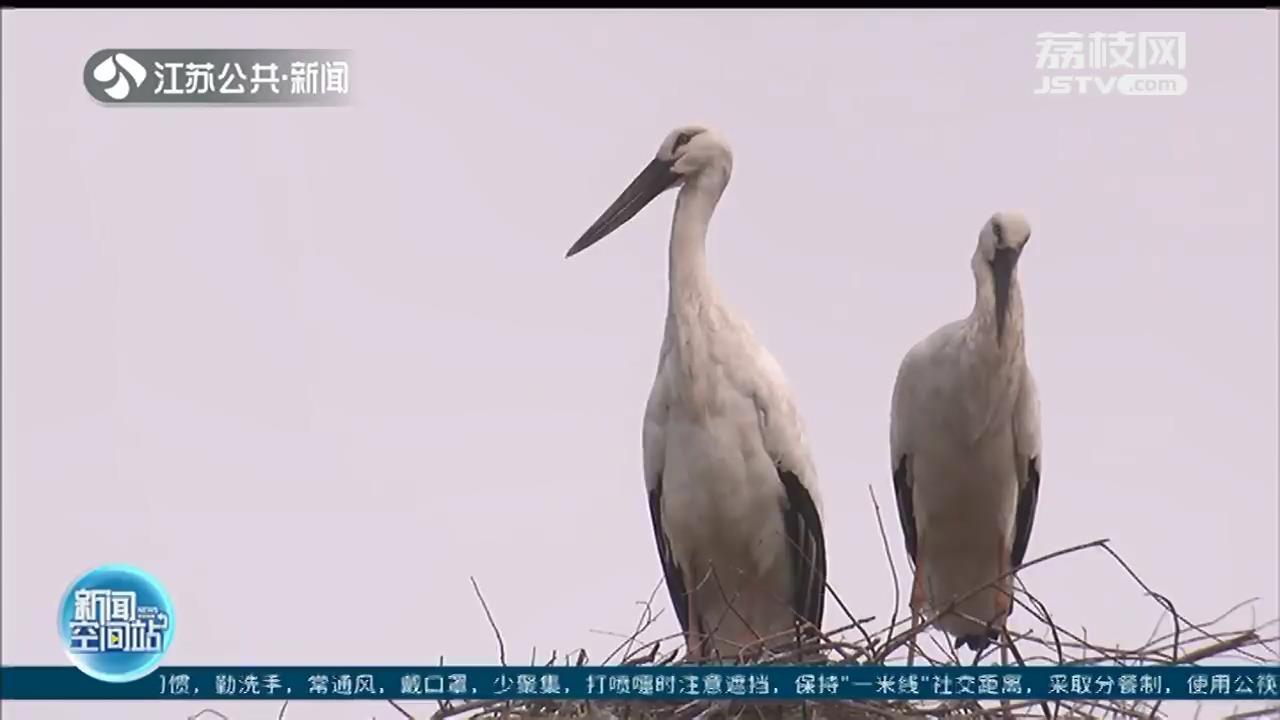 Agreed!The wild oriental white stork settling in Nantong Zoo finally ...