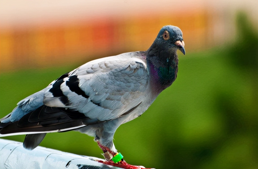In ancient times, the carrier pigeon was used to send letters. It ...
