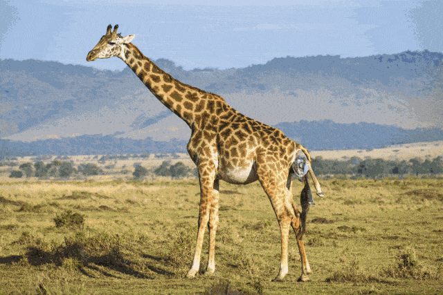 How strange is the reproductive process of giraffes?How fierce are ...