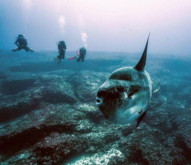 How did the sunfish, which did not know how to resist or escape after ...