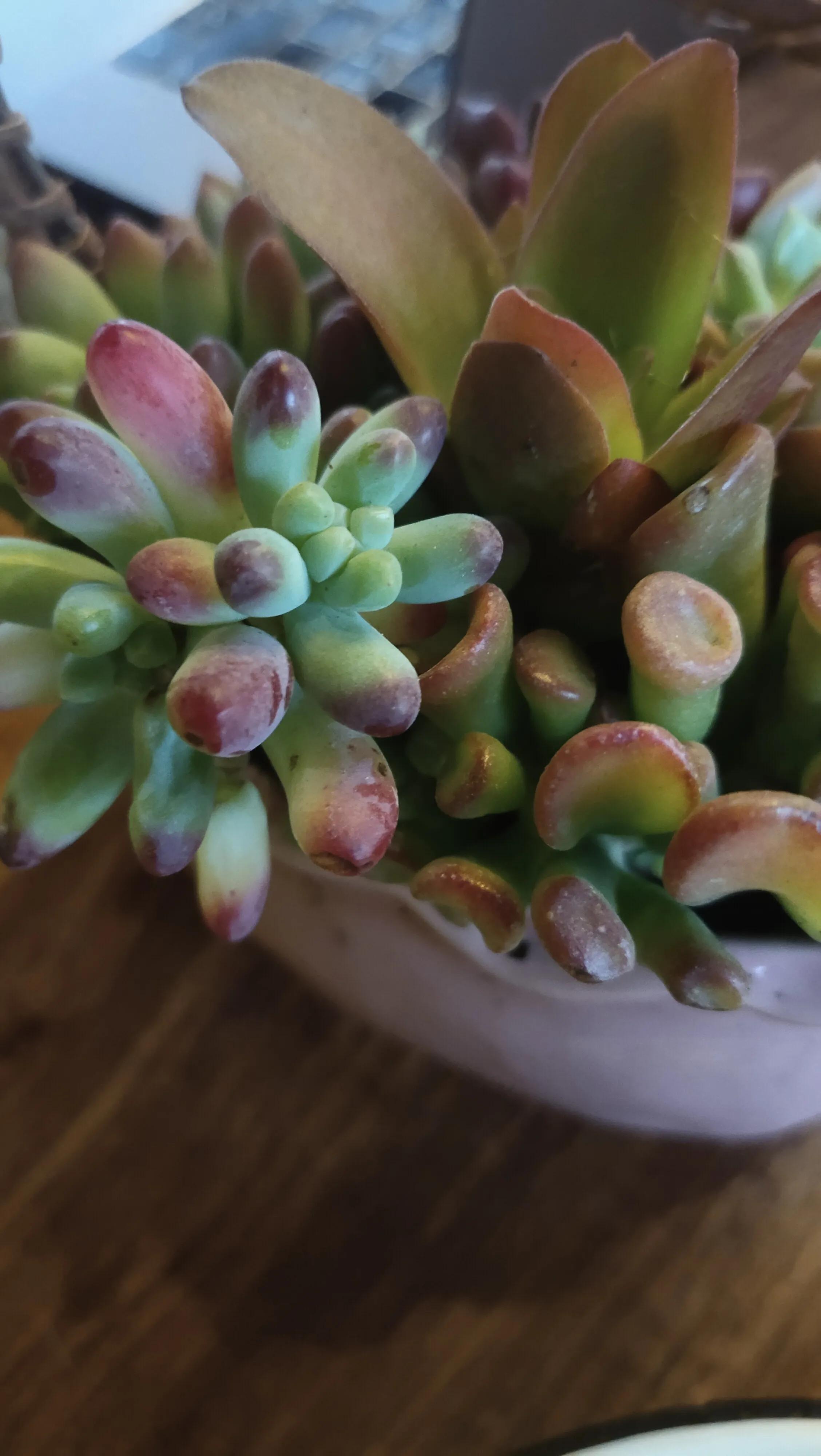 Uncover the secret of "Samadhi True Fire" which "samadhi" is, and where ...