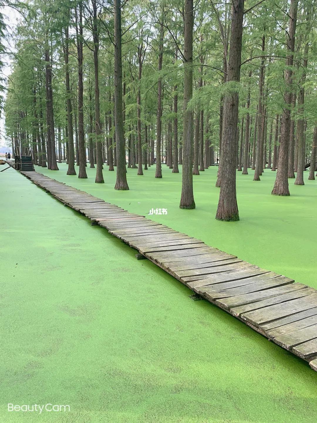 Luyang Lake Wetland "Water Forest" is picturesque, and the beautiful ...