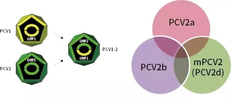 Chimeric Vaccine (PCV1-2) Technology Provides Better PCV2 Prevention ...