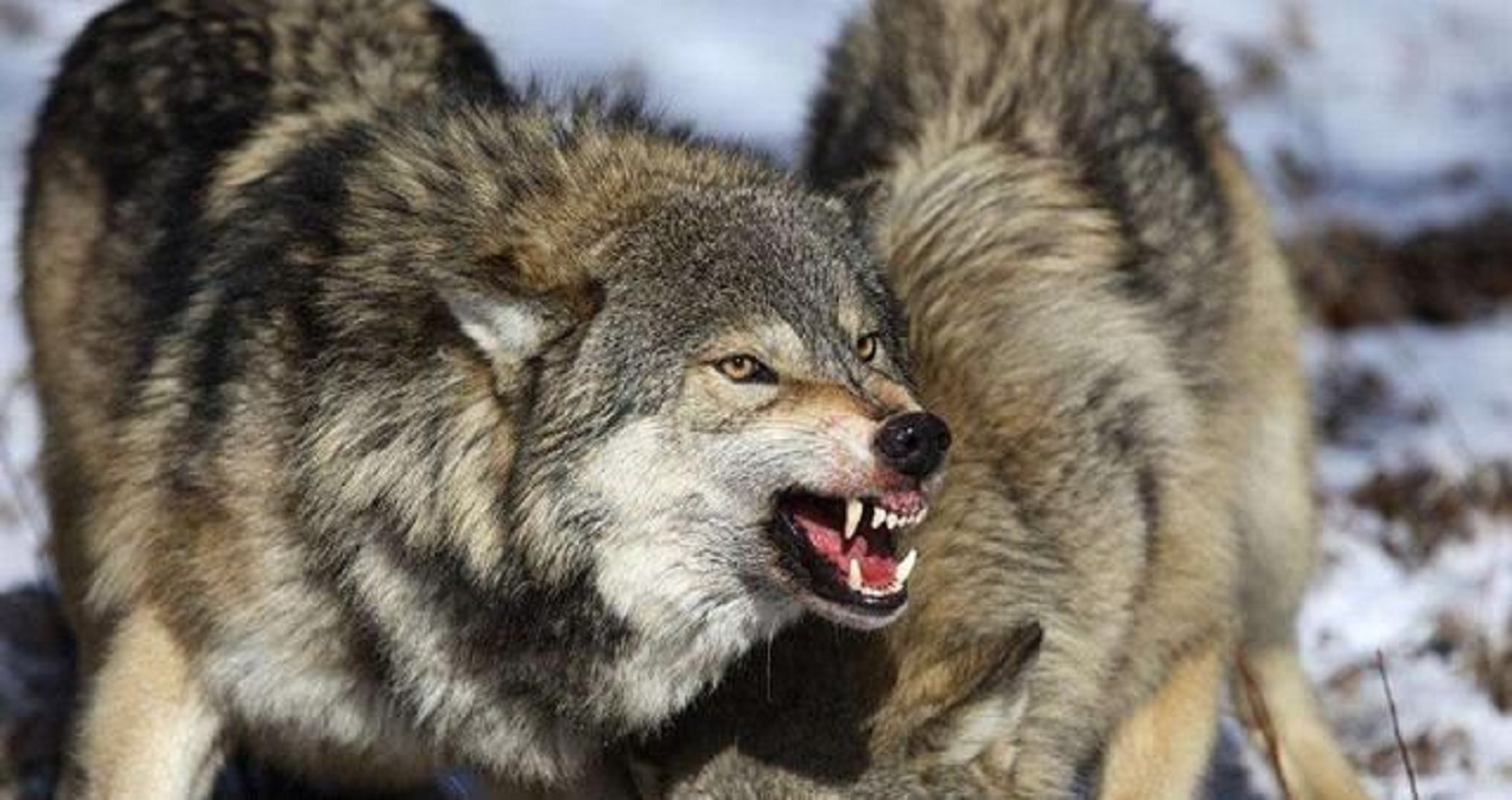 That winter, a super pack of 400 wolves attacked a Russian town - iMedia