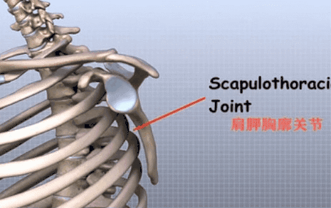 Detailed anatomy of the upper extremity - iMedia