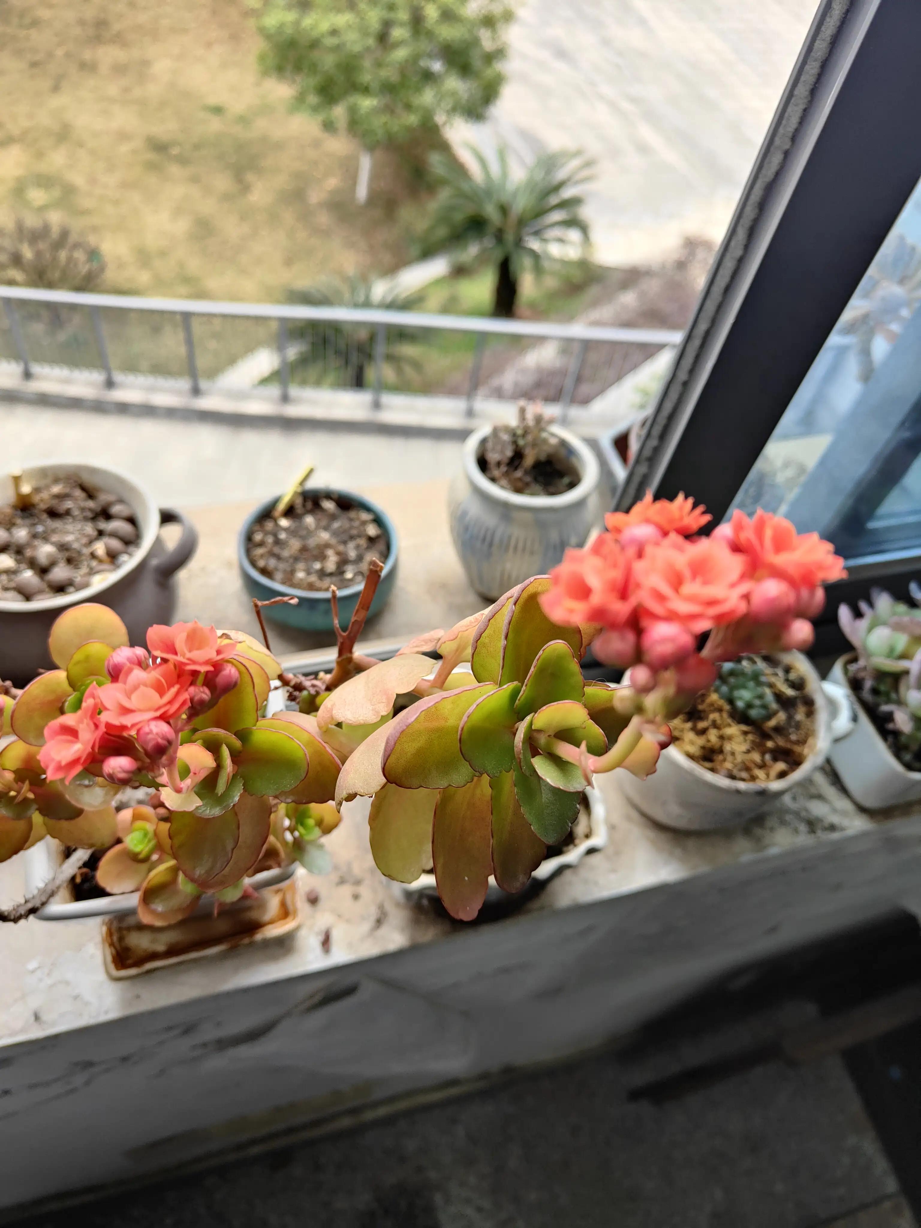 The longevity flower is finally blooming - iMedia