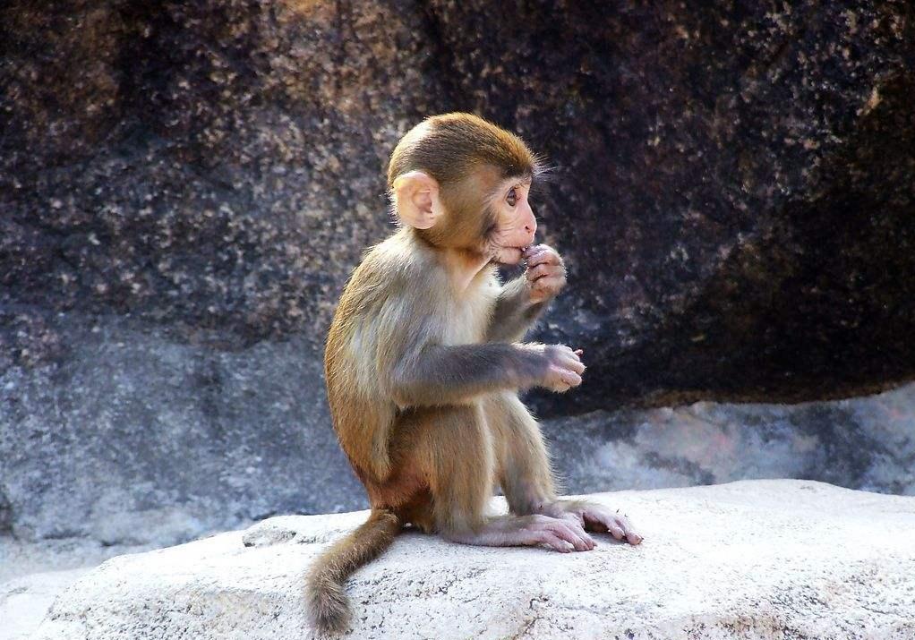 In order to feed the monkeys, the man carried out a robbery in 2007 and ...